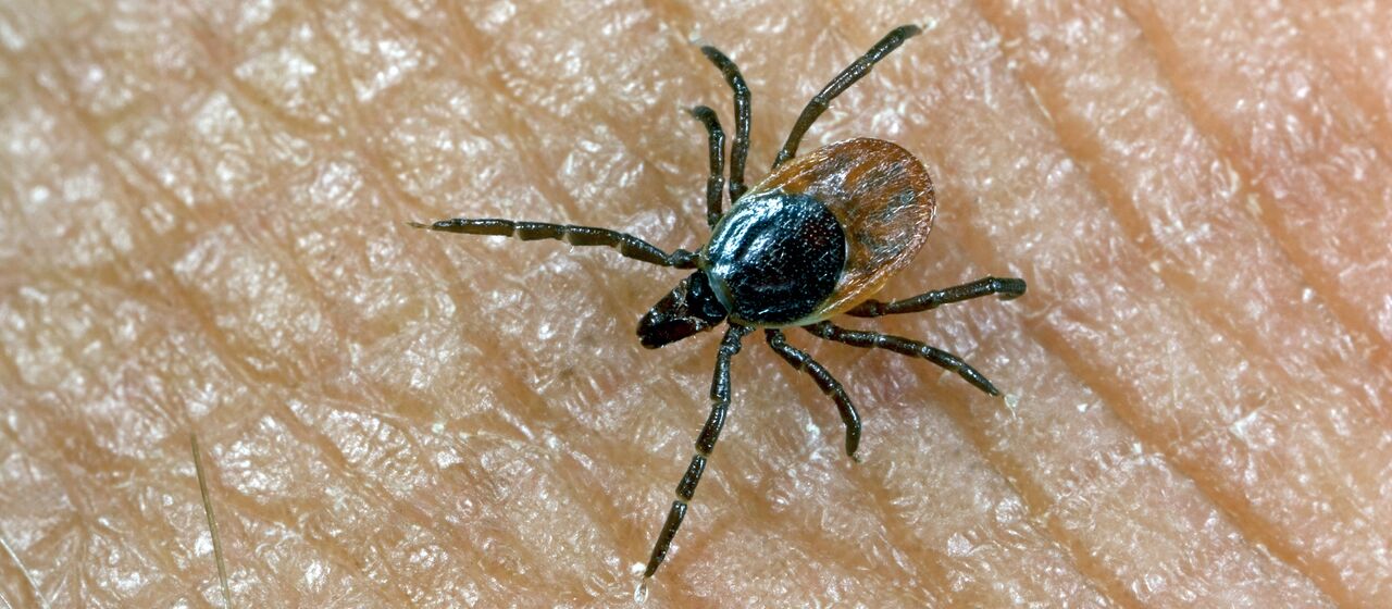 Tick bites: how to protect yourself | AXA