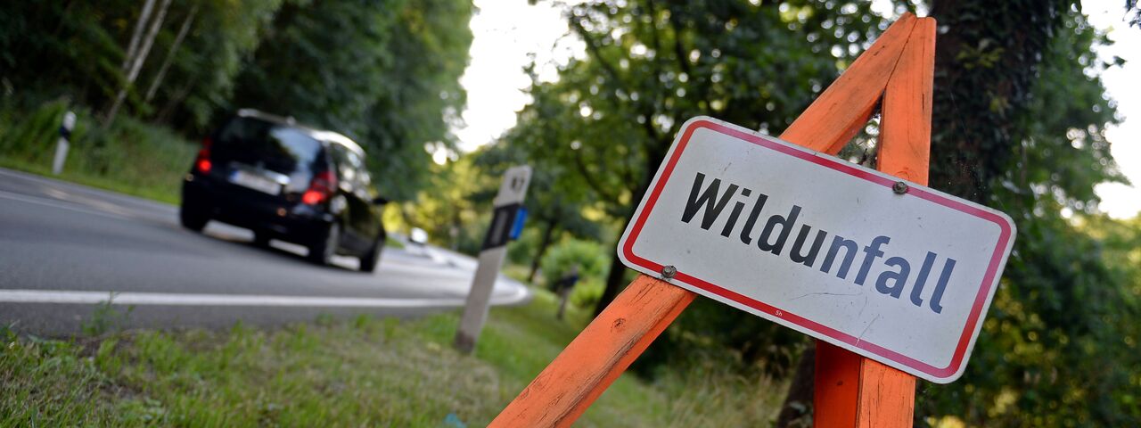 Wildunfälle: Schweizweit 50 Millionen Franken Sachschäden | AXA
